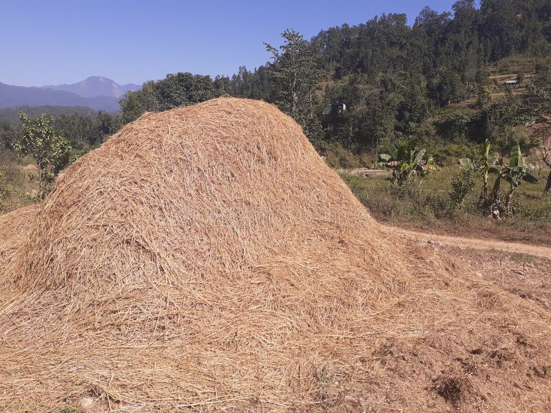 Hay stock photo. Image of agriculture, rice, smart, natural - 202242184