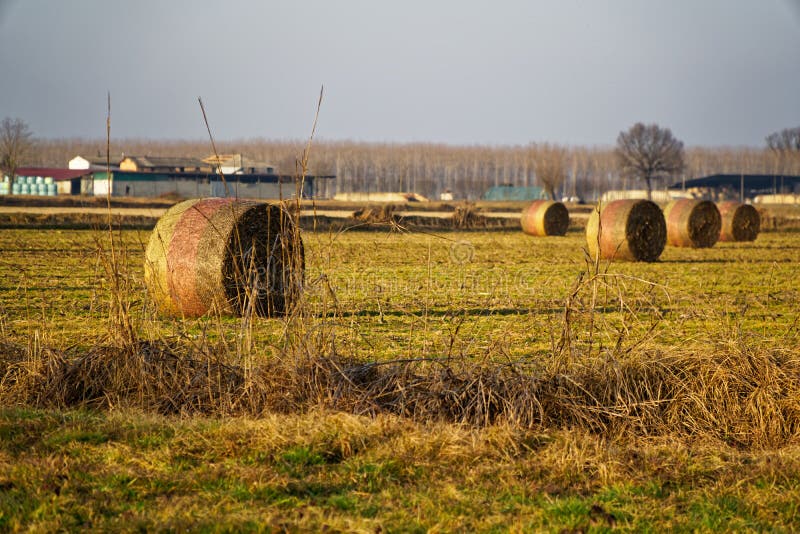 Hay in Roll Bales after Harvest on Field Countryside. Stock Photo ...