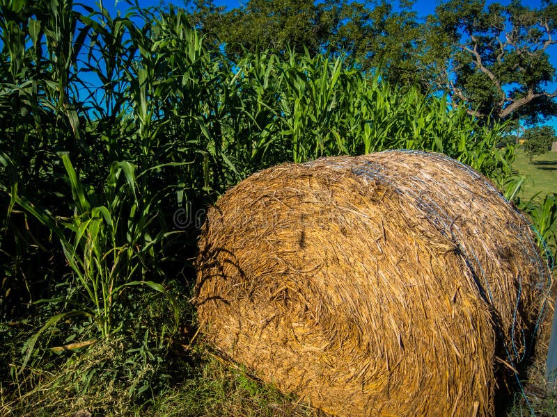 Hay Roll in Corn Field stock image. Image of agriculture - 48146481