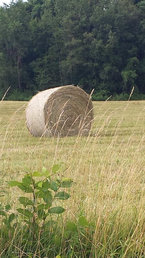 Hay Roll Fall Fun stock photo. Image of roll, fall, horse - 46154038