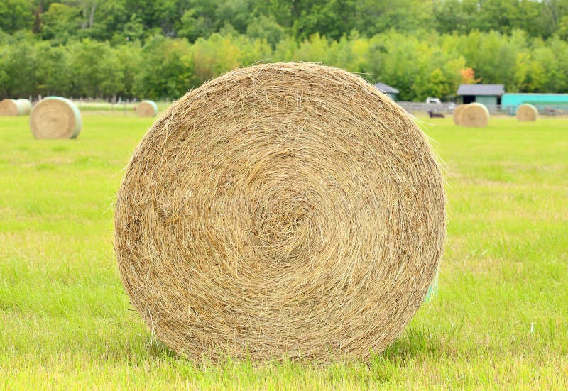 Hay roll stock image. Image of harvest, grass, food, bale - 54480743