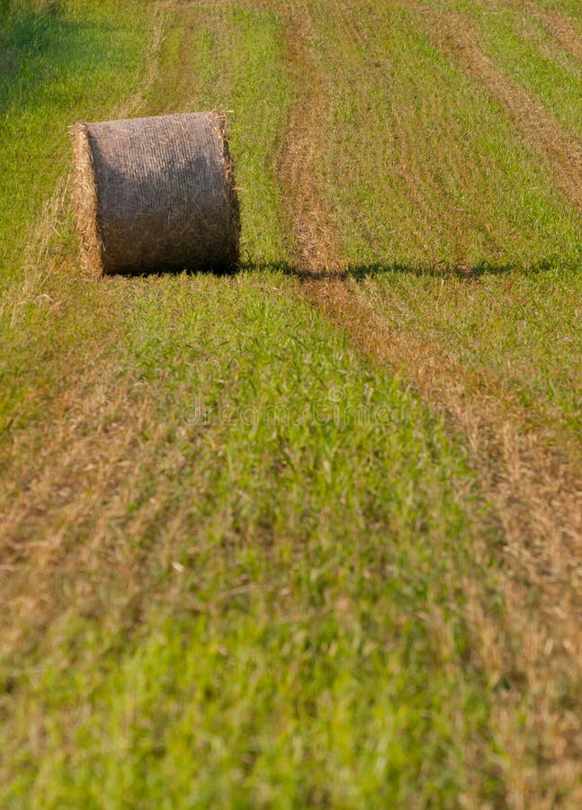 Hay roll on field stock image. Image of hayfield, farming - 39640917