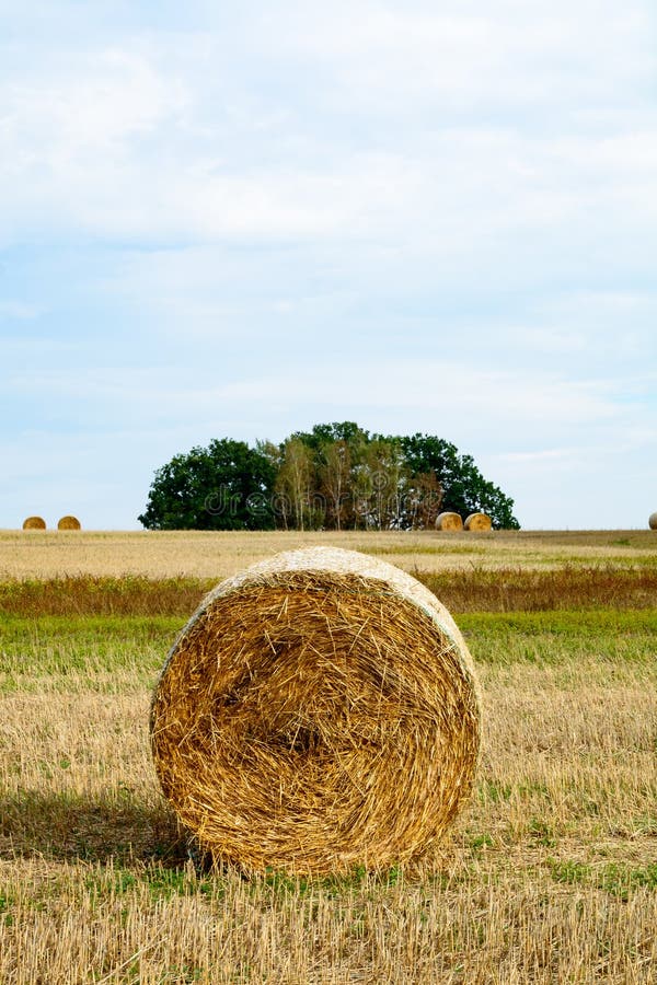 Hay roll in a field II stock photo. Image of countryside - 65121452
