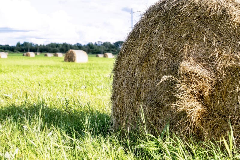 Hay roll stock image. Image of nature, roll, stack, bundle - 131243645