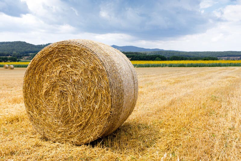 Hay-roll on Meadow Against Field Sunflowers Stock Photo - Image of fall ...
