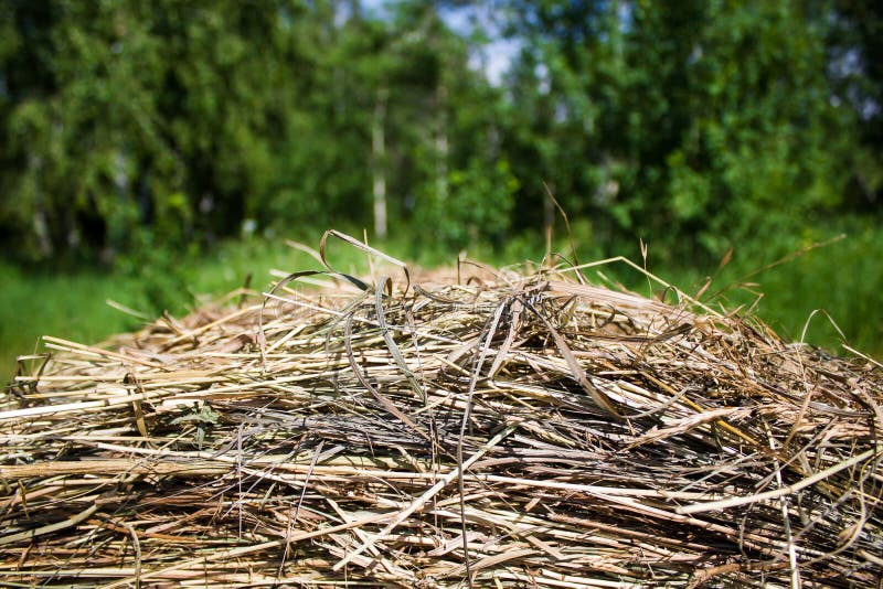 Hay roll stock image. Image of bale, yellow, country - 102774549