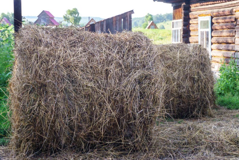 The Hay is Rolled into a Roll Stock Image - Image of bales, land: 159535795