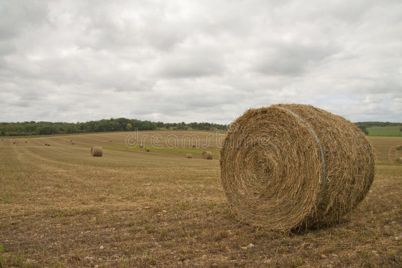 Hay rolls stock photo. Image of crop, golden, agriculture - 21035956