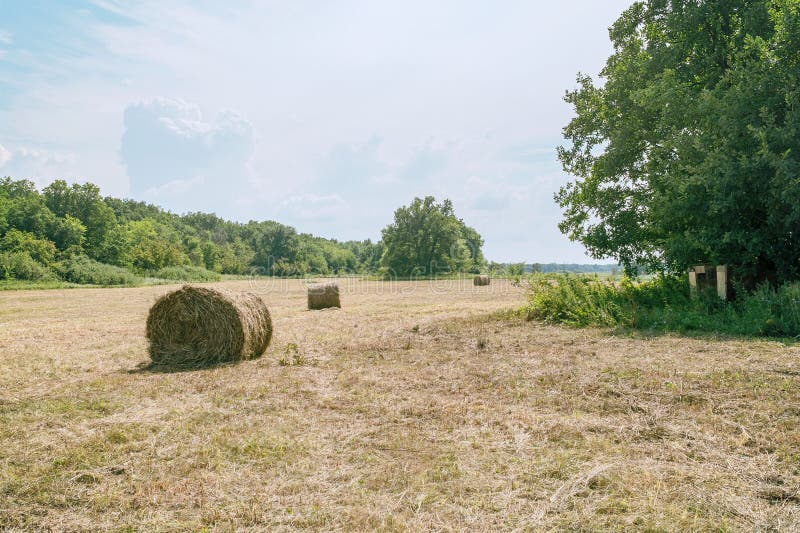 Hay Rolls on the Edge of Forest Stock Photo - Image of diary, golden ...