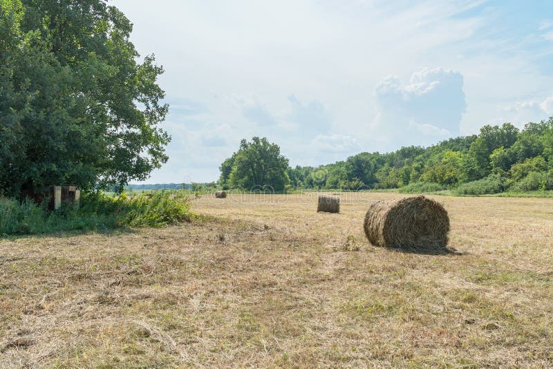 Hay Rolls on the Edge of Forest Stock Image - Image of food, barley ...