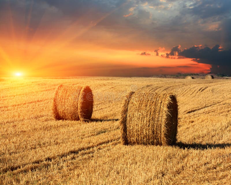 Hay rolls on farming field stock image. Image of dusk - 74963607