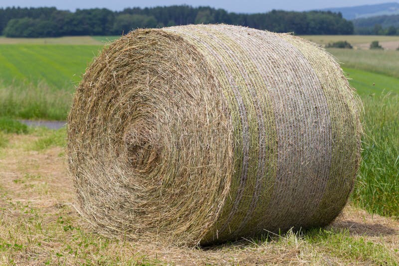 Hay Rolls in a Field Against Forest Stock Photo - Image of food, rolls ...