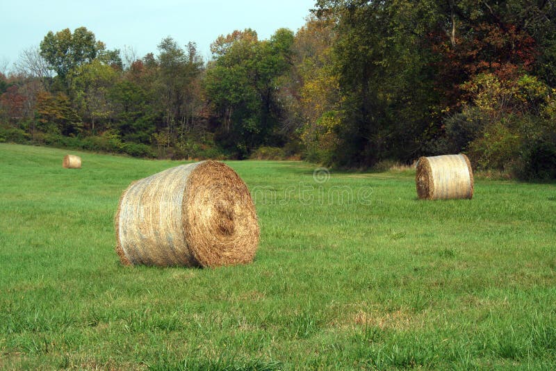 Hay Rolls In A Green Field Picture. Image: 3447046