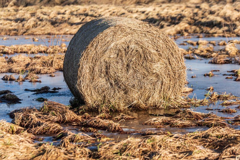 Hay Rolls are Located in Flooded Meadow Water in Spring. Floods, Flood ...