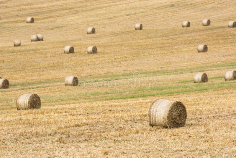 Hay-Rolls on Meadow after Harvest Stock Photo - Image of harvested ...