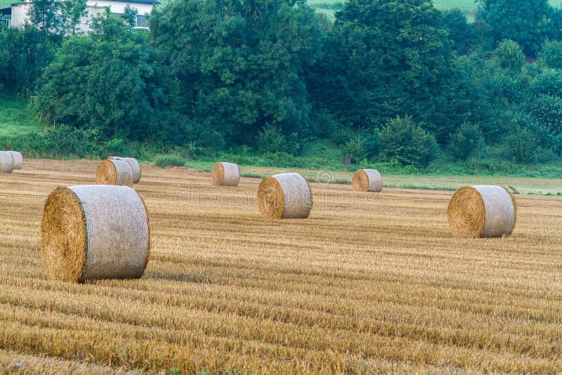 Hay rolls stock image. Image of forest, fresh, mushrooms - 104523521