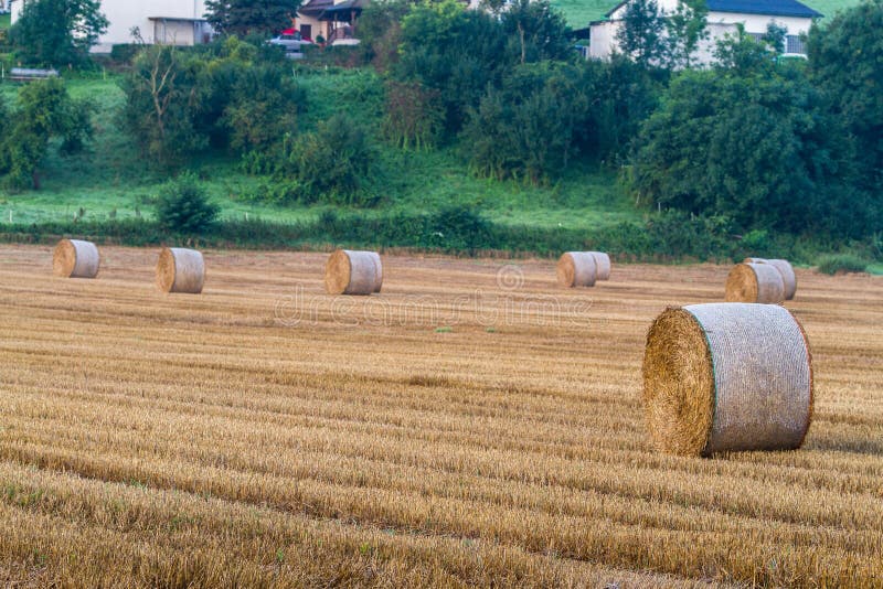 Hay rolls stock photo. Image of mushrooms, isolated - 104523824