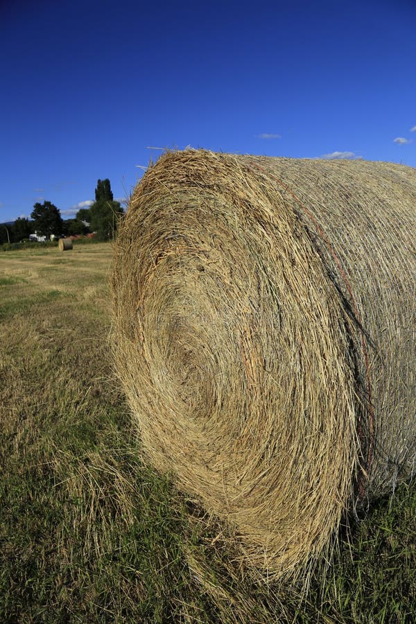 Hay Rolls stock photo. Image of animals, fresh, bedding - 32528496