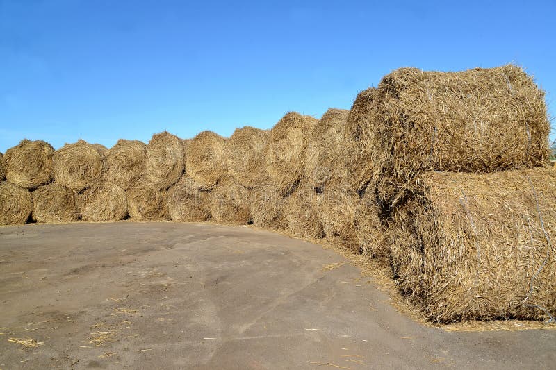 Hay Rolls Stored in Paved Area Stock Image - Image of roll, mowed ...