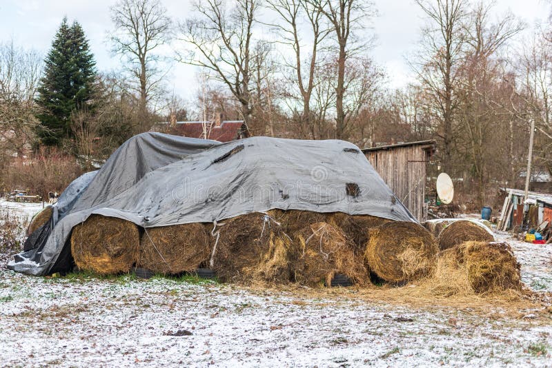 Hay Rolls in Winter Covered with Cover Stock Photo - Image of farmland ...