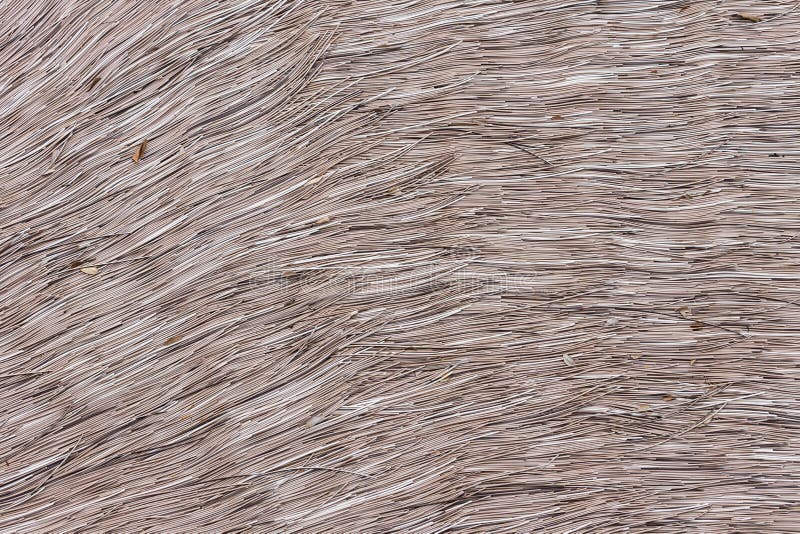 Hay roof texture stock photo. Image of tropical, roof - 180960444