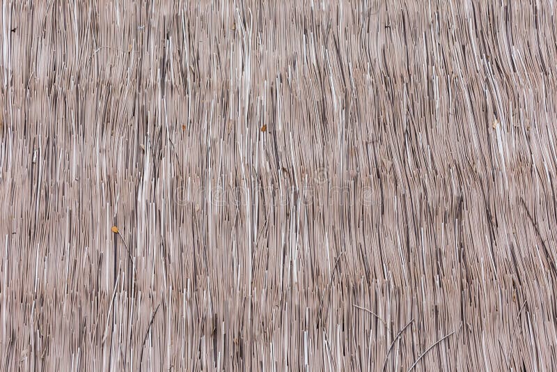 Hay roof texture stock photo. Image of tropical, roof - 180960444