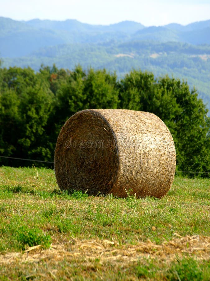 Hay s roll stock photo. Image of fields, field, growing - 6315604