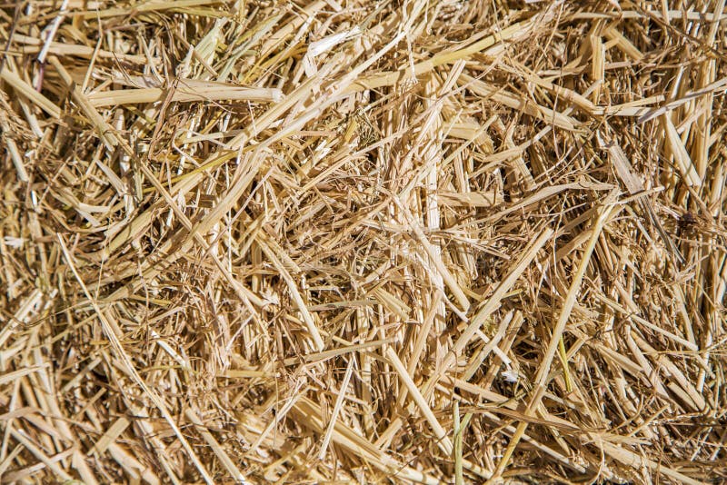 Hay seamless background stock image. Image of farming - 85918839