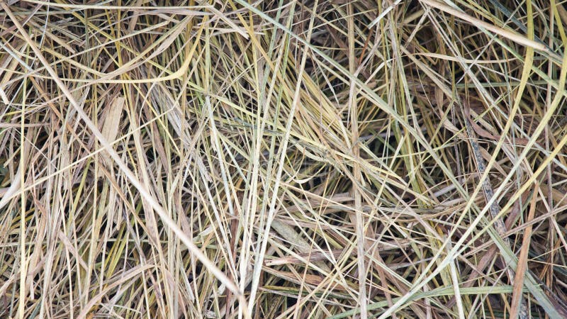 Hay seamless background stock photo. Image of environment - 69143210