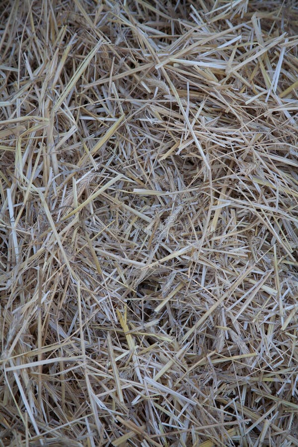 266 Hay Seamless Texture Stock Photos - Free & Royalty-Free Stock ...