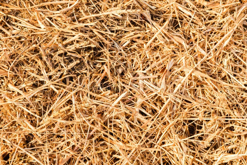 Hay seamless pattern stock image. Image of field, haystack - 252737145