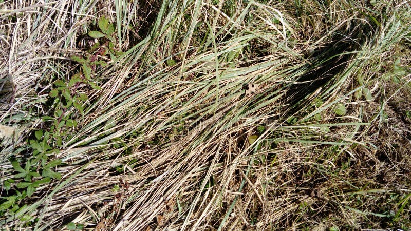 Hay on the Side of a Mountain. Image of Dry Grass Piled in a Pile. the ...