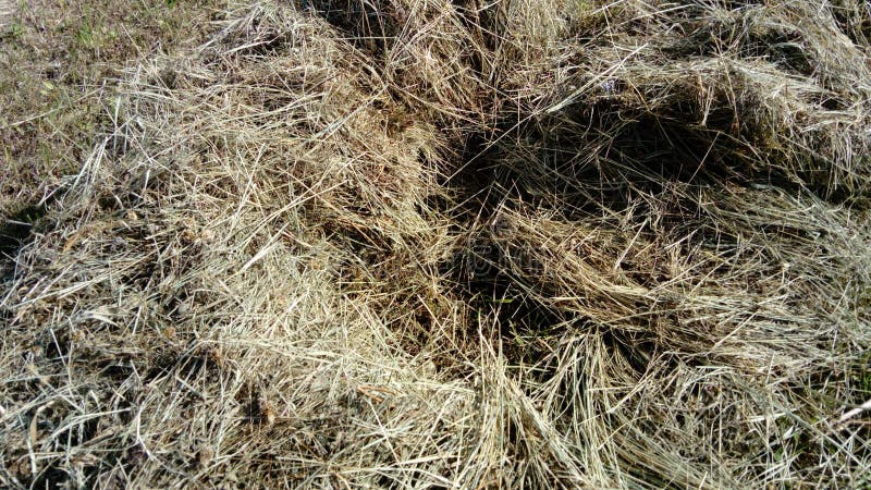 Hay on the Side of a Mountain. Image of Dry Grass Piled in a Pile. the ...
