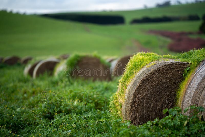 Hay and Silage in a Stack Yard. Bales of Hay with Grass Sprouting in ...