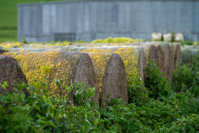 Hay and Silage in a Stack Yard. Bales of Hay with Grass Sprouting in ...