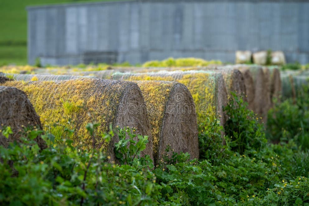 Hay and Silage in a Stack Yard. Bales of Hay with Grass Sprouting in ...