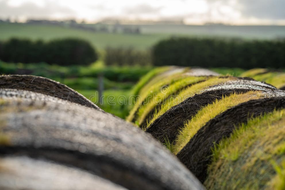 Hay and Silage in a Stack Yard. Bales of Hay with Grass Sprouting in ...