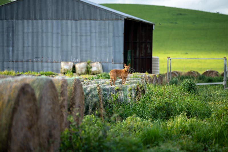 Hay and Silage in a Stack Yard. Bales of Hay with Grass Sprouting in ...