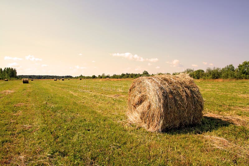 Hay in stack stock image. Image of agronomic, gather - 15381917