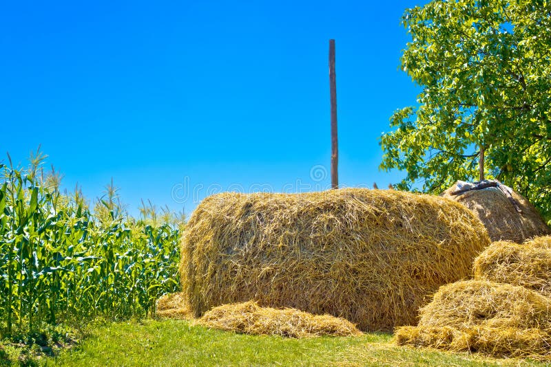 Hay Stack and Corn Field Summer View Stock Image - Image of corn ...