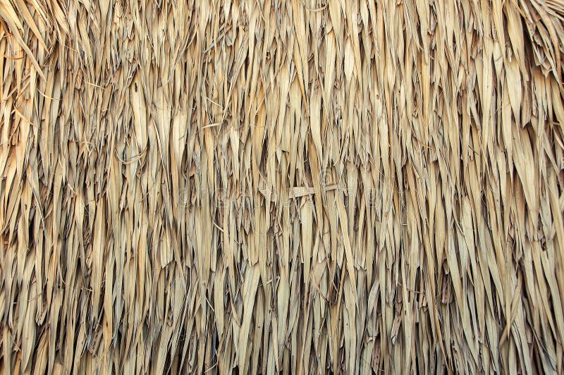 Thatch Texture stock image. Image of exotic, construction - 36365689