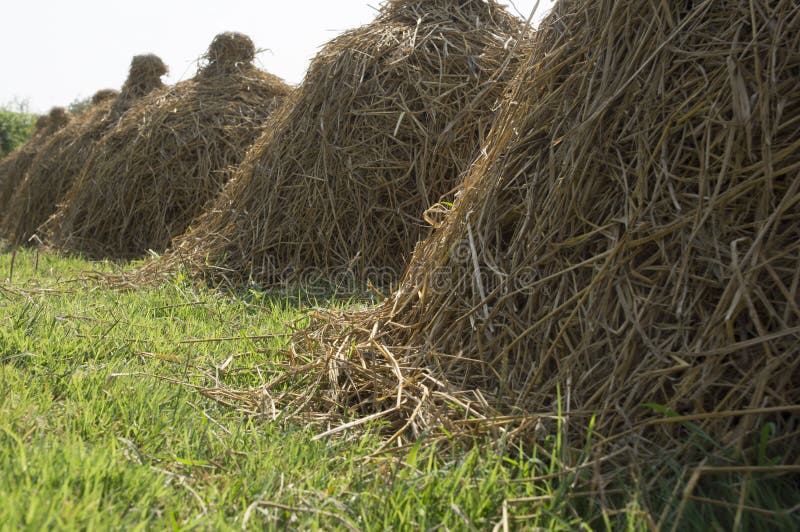 Hay Stack in Farm Land Concept Stock Image - Image of field, light ...