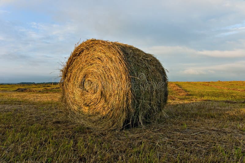 Hay stack in a field. stock photo. Image of summer, stack - 23155386