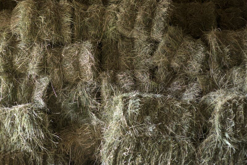 Hay stock photo. Image of stack, haystack, golden, field - 64662696