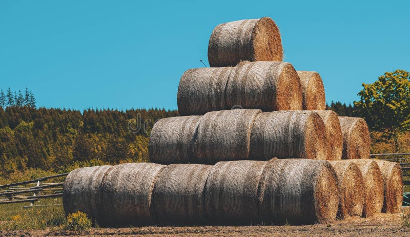 Hay Stack Piles in Nature stock image. Image of field - 222345705