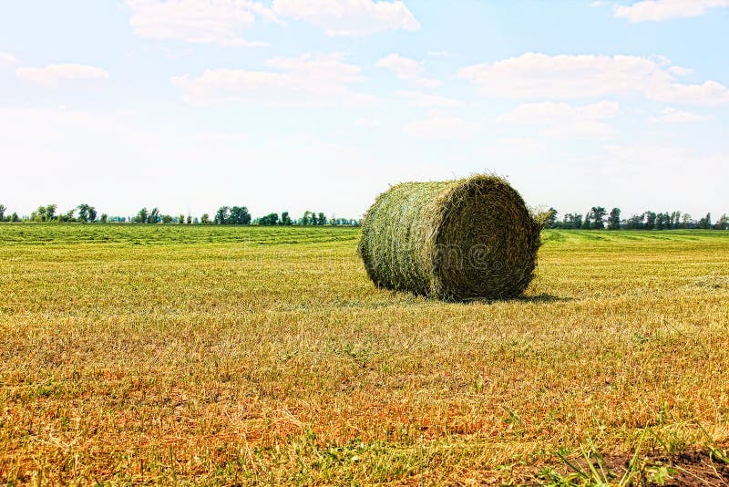 Stack of hay. stock image. Image of farming, arable, pure - 15401375