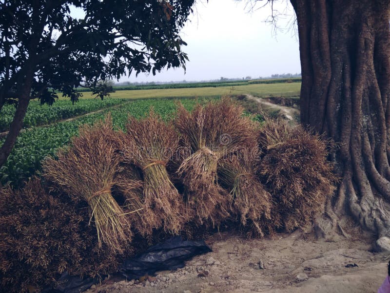 Hay stack under a tree stock photo. Image of stack, environment - 154364258
