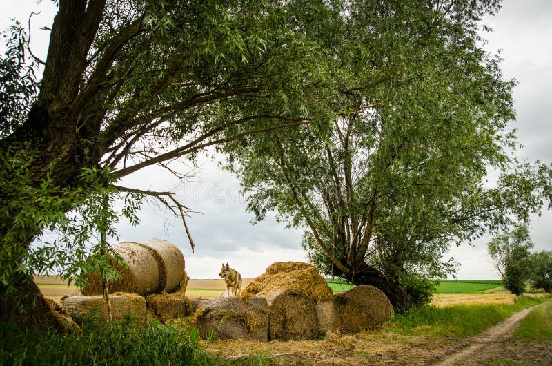 Hay stack stock image. Image of tree, green, wofdog, leaves - 82282697