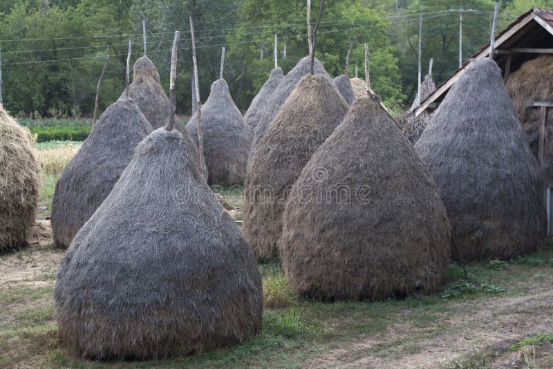 Hay Stacked on Wooden Poles Stock Image - Image of crop, growth: 26716919