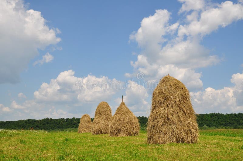 Hay in stacks. stock image. Image of village, summer - 15015341